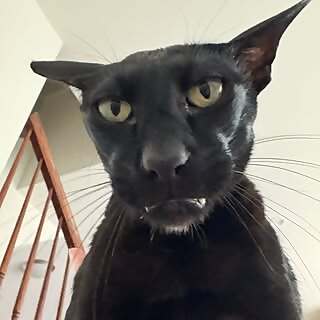 Top 100 Cat Influencers in 2026